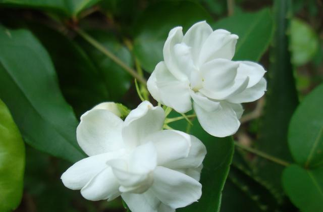 茉莉花花色洁白、玲珑如玉，在家养一盆，香气清雅啊