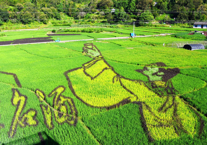 浙江永嘉：“艺术稻田”扮靓美丽乡村__财经头条