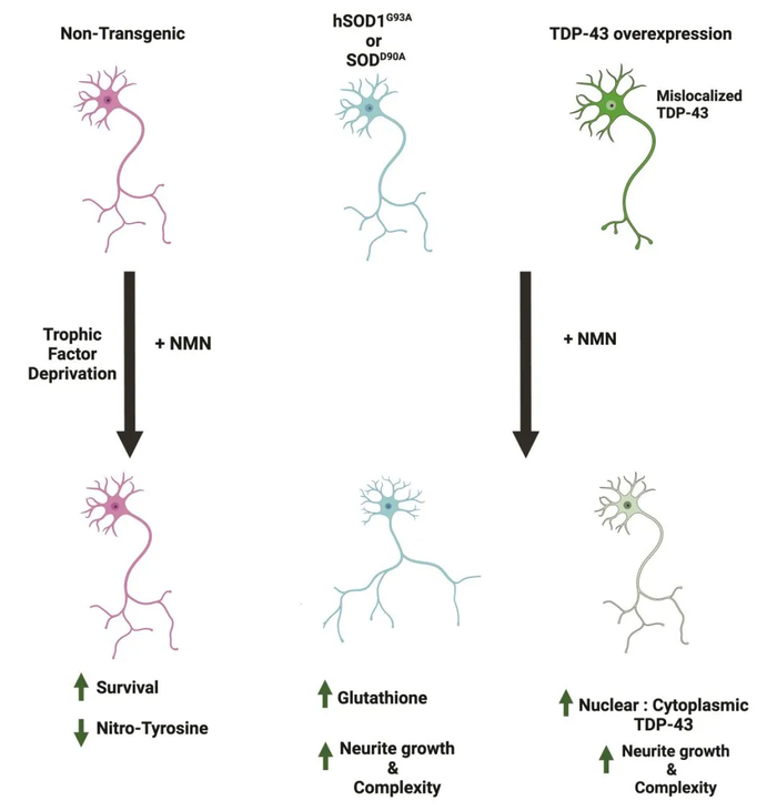 ALS福音！新研究成果：NMN可以直接作用于运动神经元