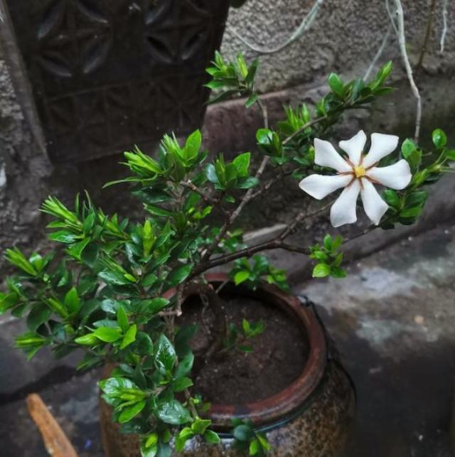 栀子花6大品种，选对了，养起来超省心！