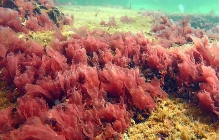 10种常见的海底植物：你知道它们有多神奇吗？|海洋生物|海藻|绿藻|紫菜|食品_新浪新闻