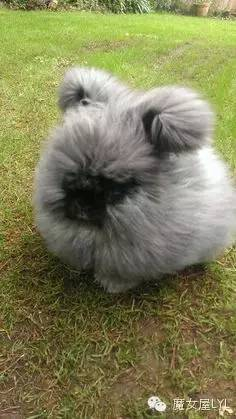 史上最萌巨毛蛋——安哥拉兔Angora Rabbit|安哥拉|安哥拉兔|土耳其_新浪新闻