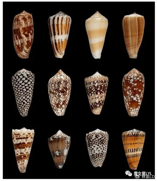 地球上最毒的海洋生物之一——地纹芋螺|捕鱼|芋螺|齿舌_新浪新闻