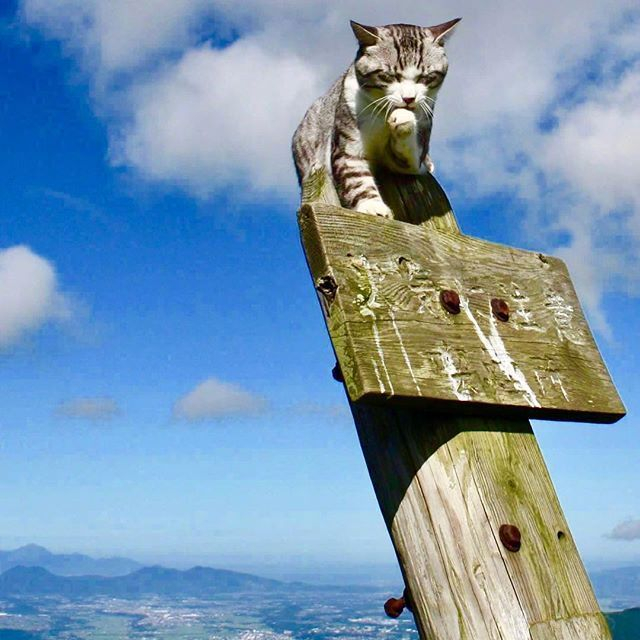 还记得霸气的nyankichi吗，它又有新照啦！