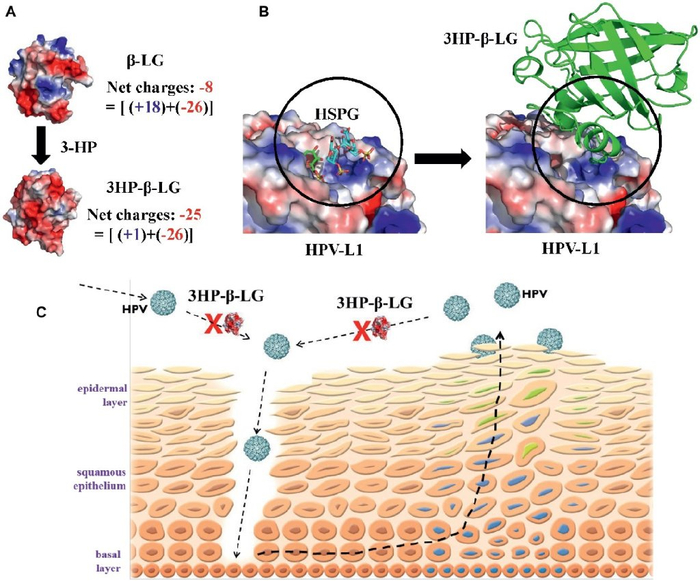 薇润科普：你了解HPV病毒的结构吗?