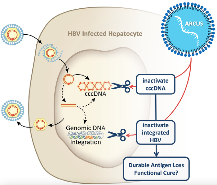 乙肝在研新药PBGENE-HBV，临床前PHHs模型中，使表面抗原减少77%