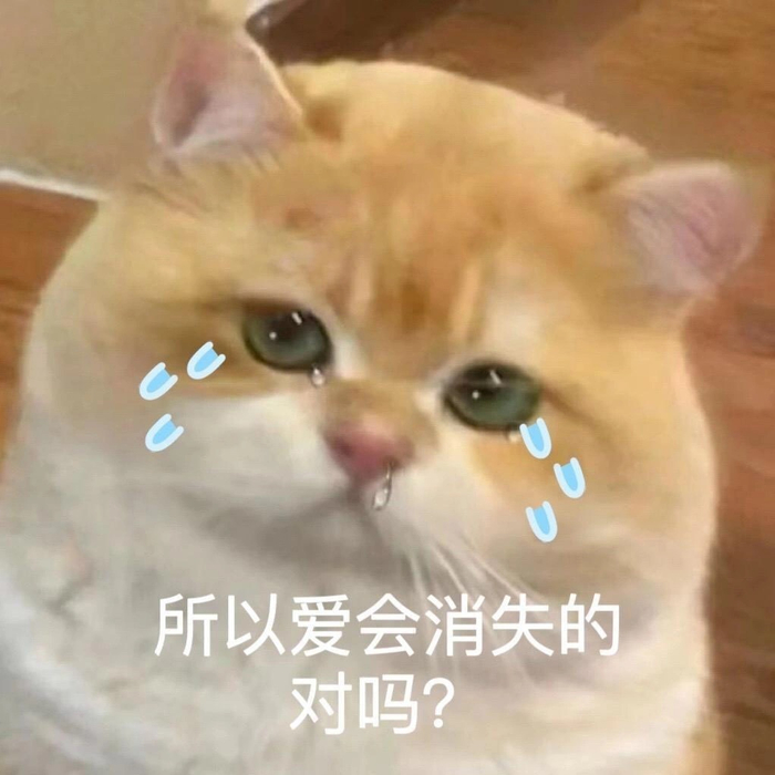 可爱小猫表情包