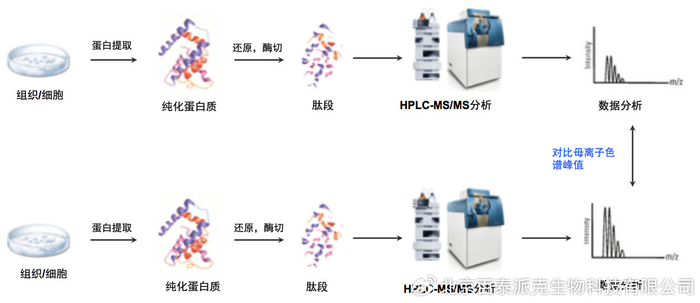 4D label-free技术在蛋白质组学研究中的应用：探索|蛋白质|时序|质谱_新浪新闻