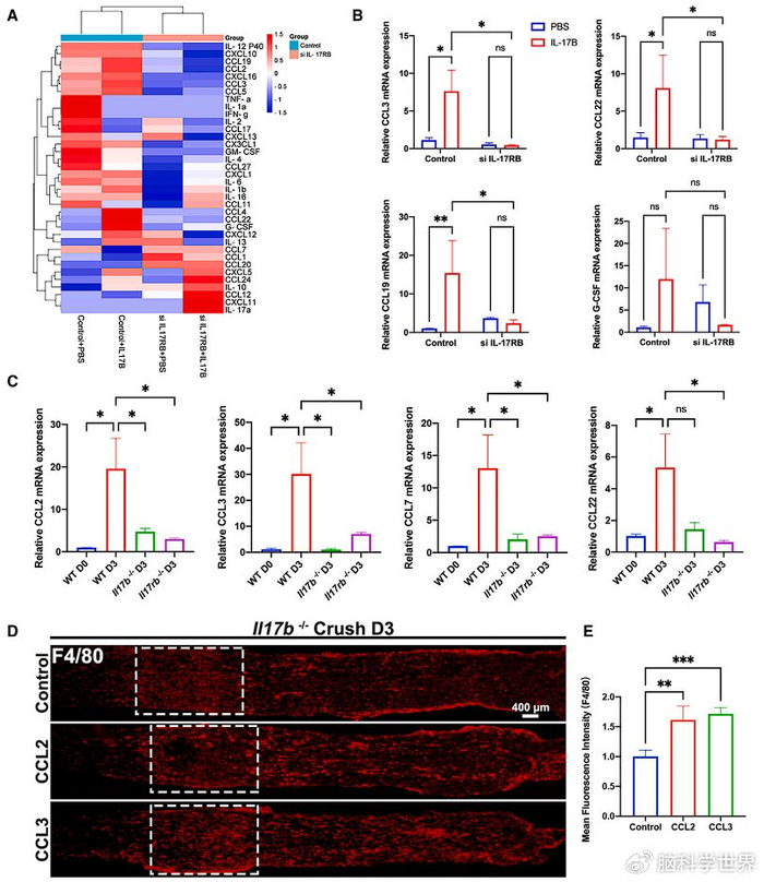 Cell Rep：在受损外周神经中雪旺细胞通过IL-17B/IL-17RB途径促进巨噬|巨噬细胞|细胞|神经|小鼠|因子_新浪新闻