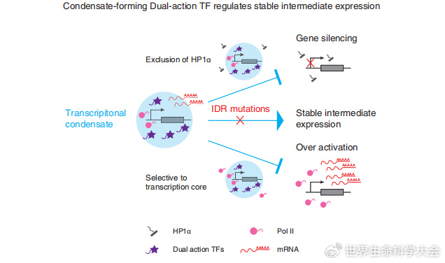 Cell | 双重作用转录因子的新发现|因子|基因|干细胞_新浪新闻