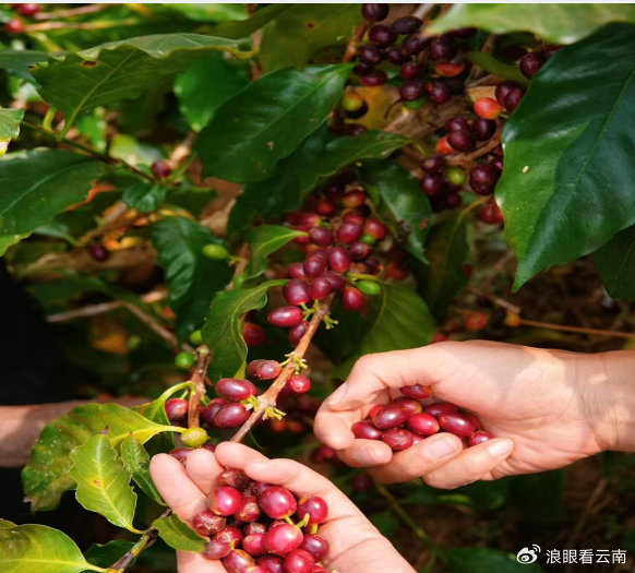 云南咖啡标识、标语，少不了临沧元素！__财经头条__新浪财经