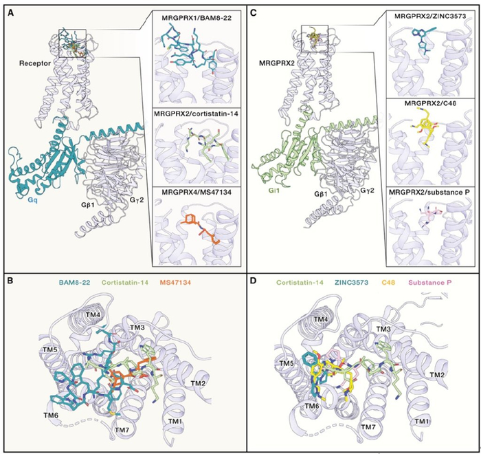 Cell重要综述: 阿片类受体信号传导的分子基础|rain|药物|细胞|科学家|亚型_新浪新闻
