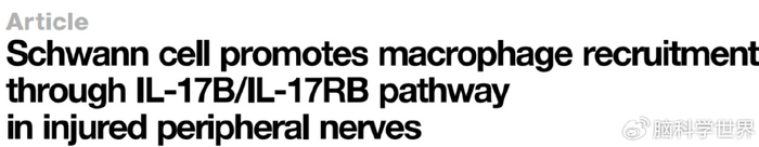 Cell Rep：在受损外周神经中雪旺细胞通过IL-17B/IL-17RB途径促进巨噬|生物学与医学|RNA|小鼠|因子|信号_新浪新闻