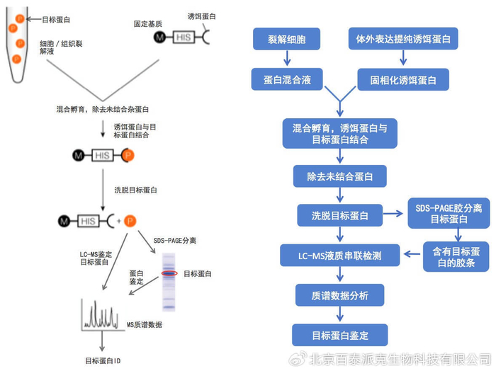 探索蛋白质相互作用的奥秘：GST-Pulldown质谱的应用
