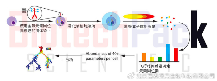 探索CyTOF质谱流式技术：揭示免疫细胞异质性和功能调控