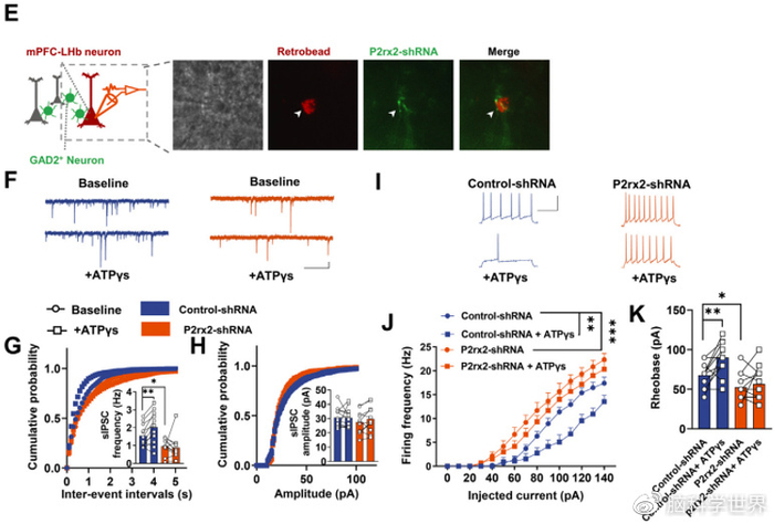 高天明院士团队揭示ATP通过mPFC-LHb环路调节抑郁样行为的新机制|神经元|小鼠|高天明|兴奋性|受体_新浪新闻