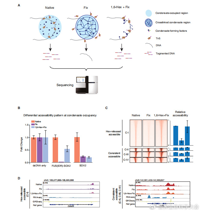Cell | 双重作用转录因子的新发现|因子|基因|干细胞_新浪新闻