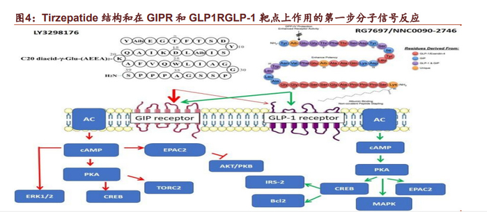 医药行业专题研究：GLP~1RA药物，下一站药王__财经头条