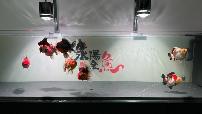 数字赋能“新农具” 大V探访见证福州乡村“七十二变”__财经头条__新浪财经