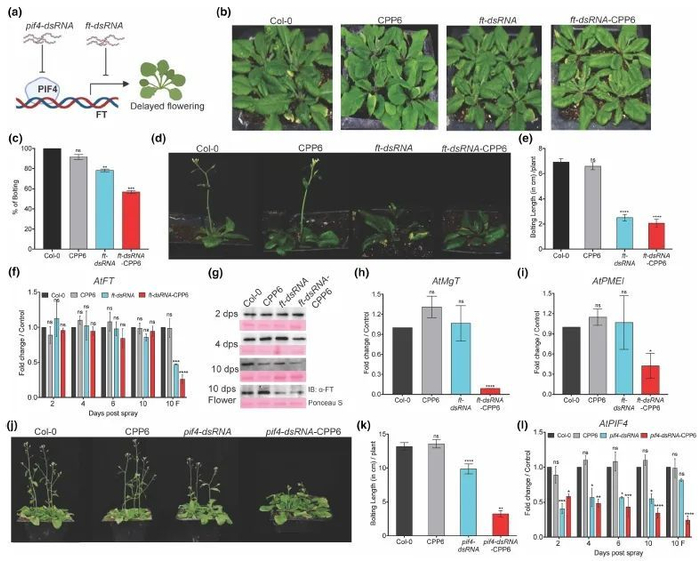 每日科研进展 l 2024.02.05l-178|转基因|拟南芥|叶面_新浪新闻