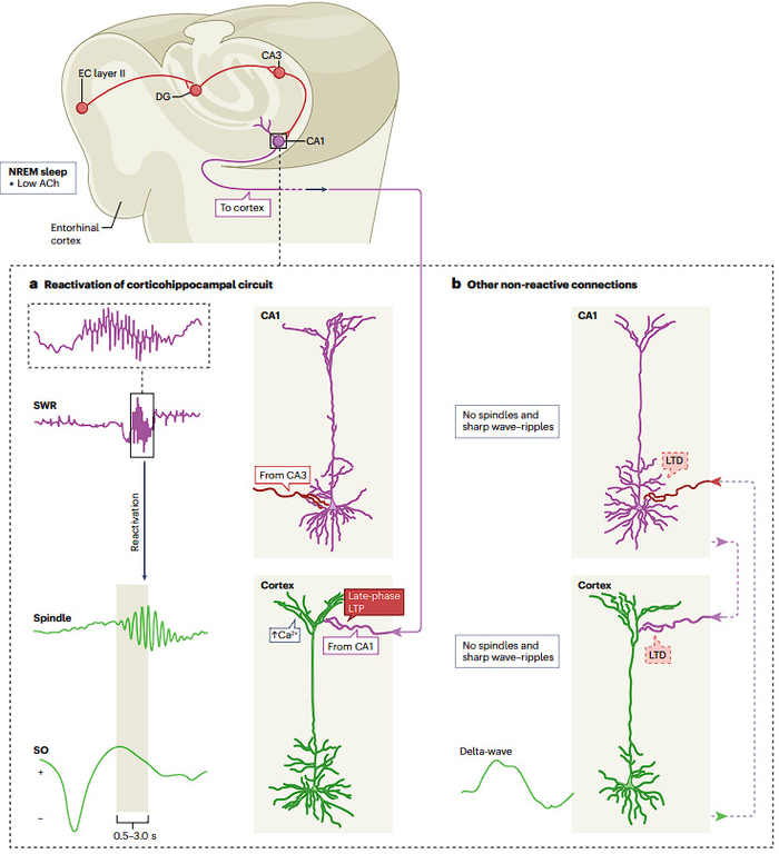 Nat Rev Neurosci重要综述：睡眠中的突触和神经环路可塑性__财经头条__新浪财经