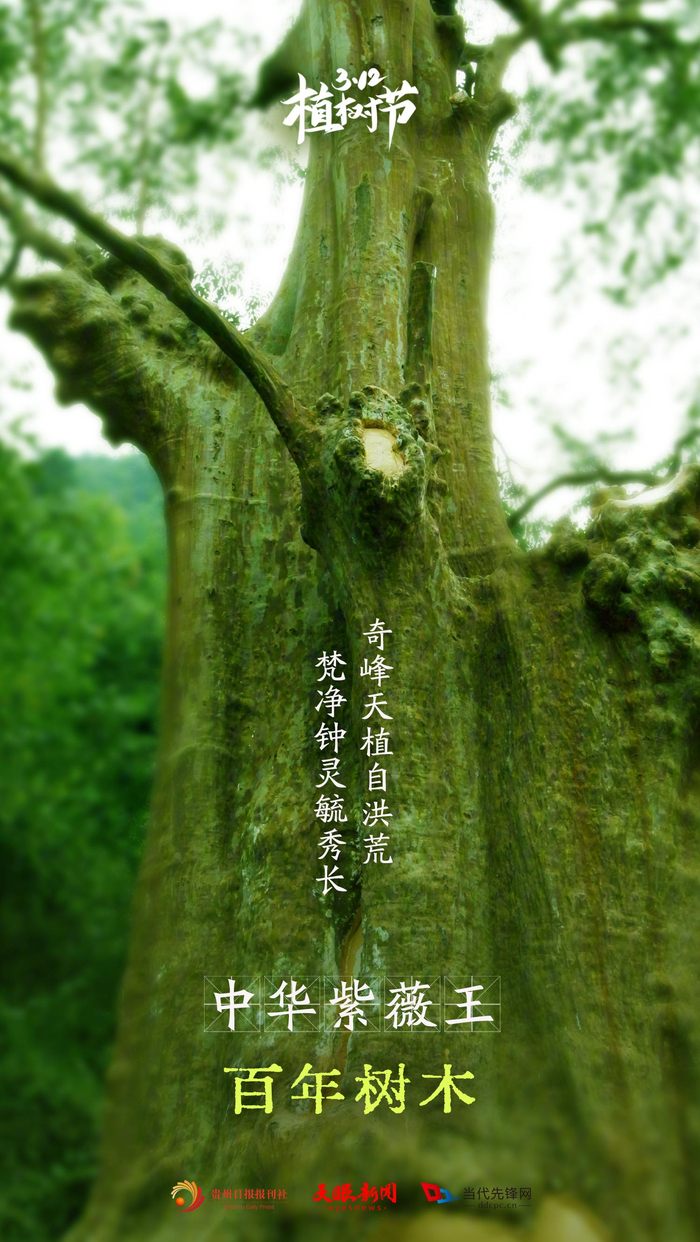 贵州百年树木丨它从时光中走来：梵净钟灵毓秀长|夏紫薇|贵州省|紫薇|紫薇树|印江_新浪新闻