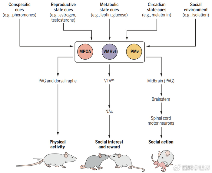 Science新综述：林大宇等总结下丘脑调控先天社会行为的机制|先天|细胞|雄性_新浪新闻