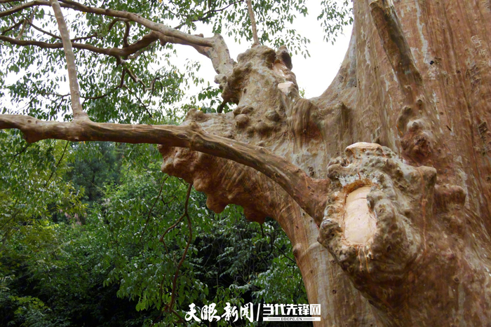 贵州百年树木丨它从时光中走来：梵净钟灵毓秀长|夏紫薇|贵州省|紫薇|紫薇树|印江_新浪新闻