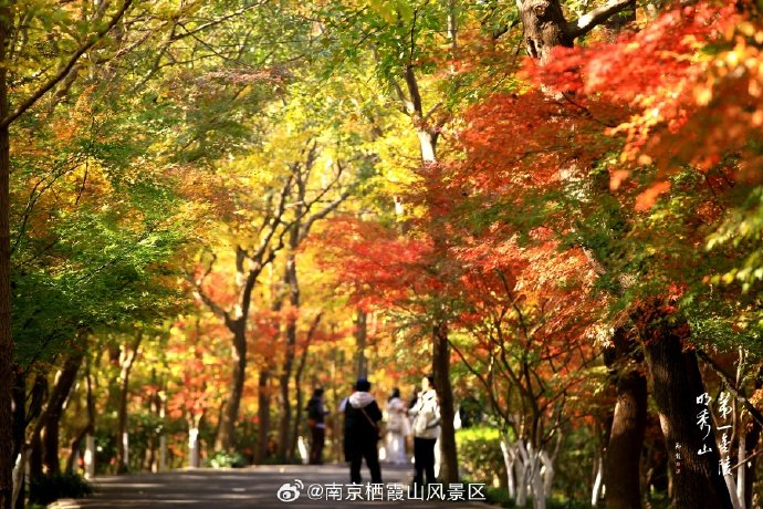 南京栖霞山进入最佳观赏期 层林尽染美不胜收__财经头条__新浪财经