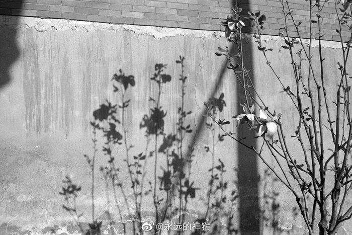 一组黑白 by leica m7+Ilford HP5+D76 自冲扫描__财经头条__新浪财经