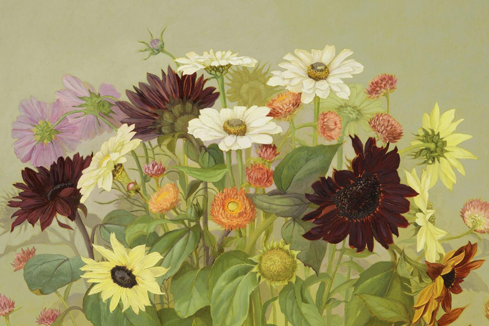 Jane Wormell 英国艺术家也是一位植物插画家……