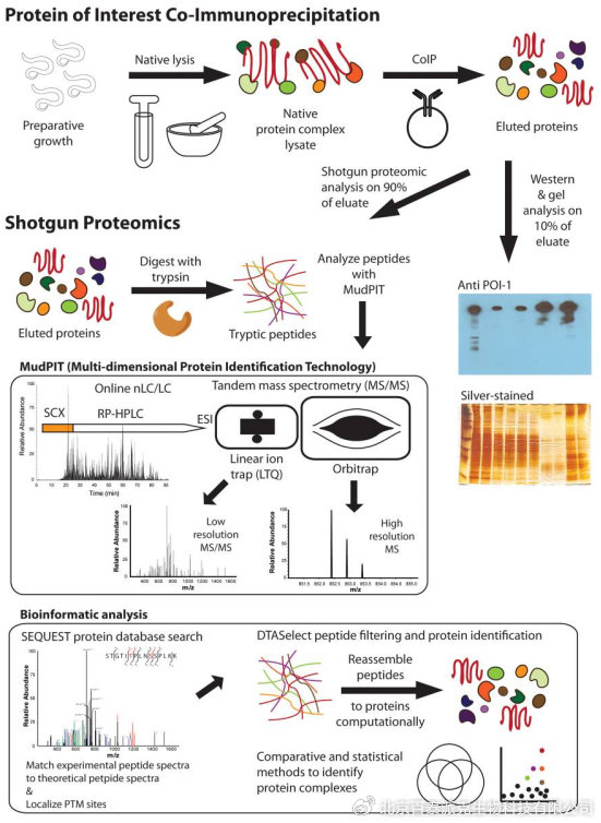 coip-质谱|质谱|蛋白质|相互作用_新浪新闻