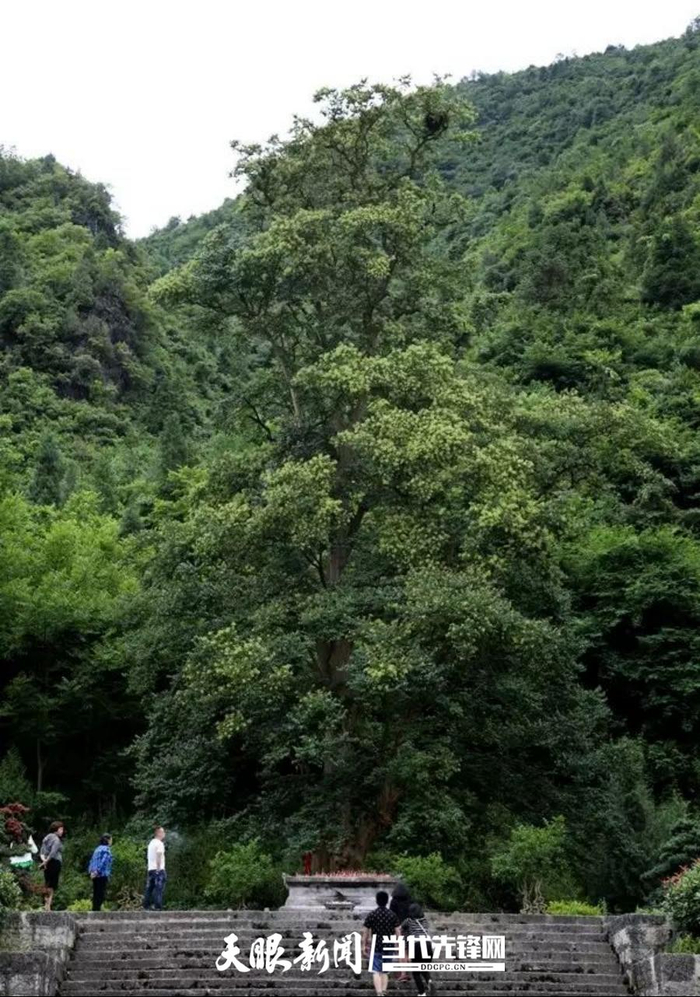 贵州百年树木丨它从时光中走来：梵净钟灵毓秀长|夏紫薇|贵州省|紫薇|紫薇树|印江_新浪新闻