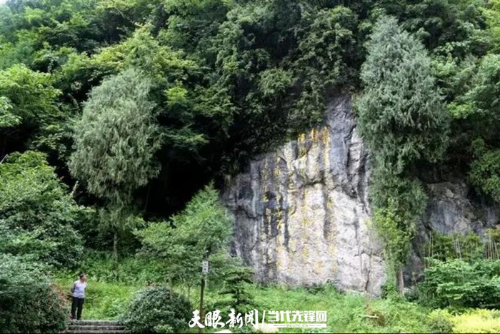 贵州百年树木丨它从时光中走来：梵净钟灵毓秀长|夏紫薇|贵州省|紫薇|紫薇树|印江_新浪新闻