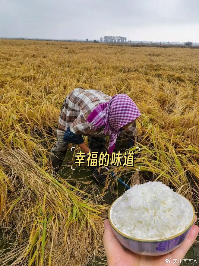 五常大米是籼米还是粳米？真相让你惊讶！|粳米籼米区别|哈尔滨市|五常市|黑龙江省|粳稻_新浪新闻