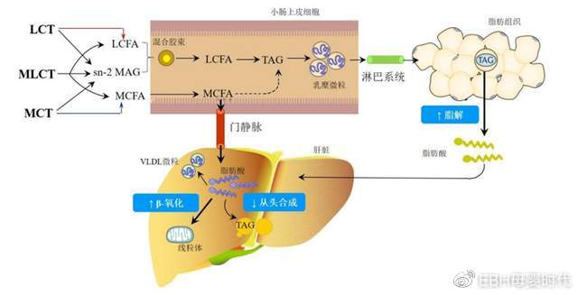 【科普】中长链甘油三酯的代谢特征|脂肪酸|甘油三酯|水解|长链|脂肪_新浪新闻