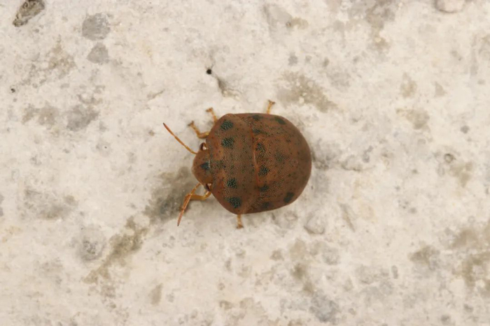 每天认识一种昆虫：半球盾蝽、王氏缺口青尺蛾...