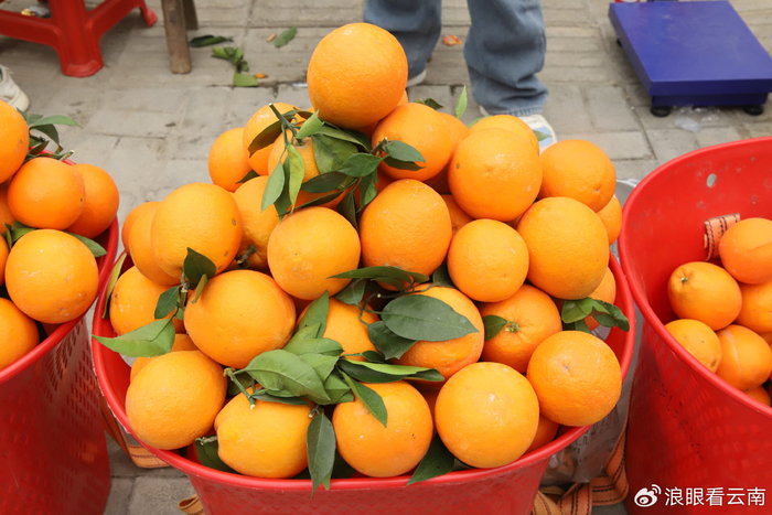脐橙节乐在务基__财经头条__新浪财经