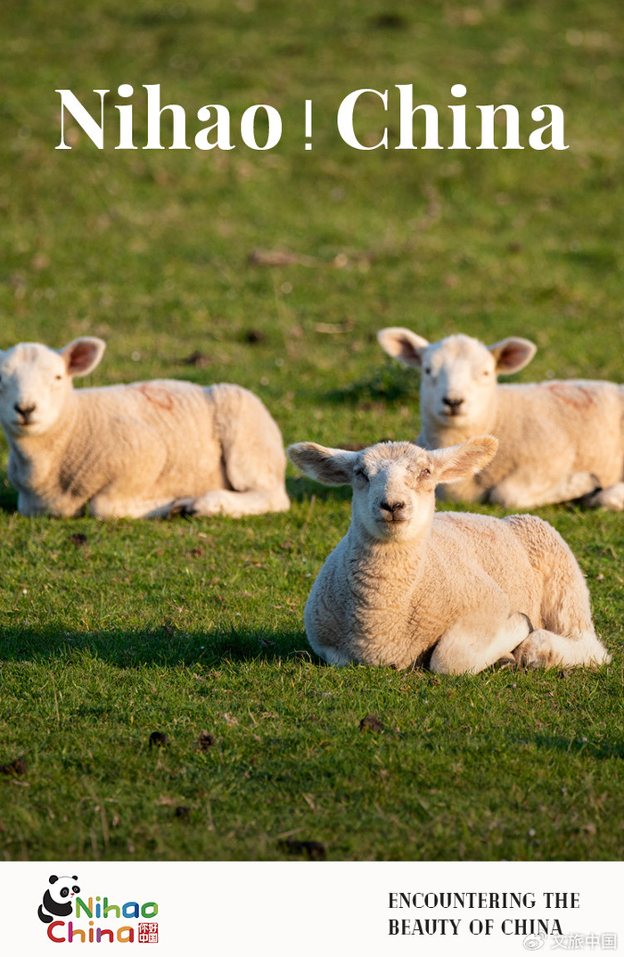 柔软与坚强并存的动物，藏在这个字里__财经头条__新浪财经