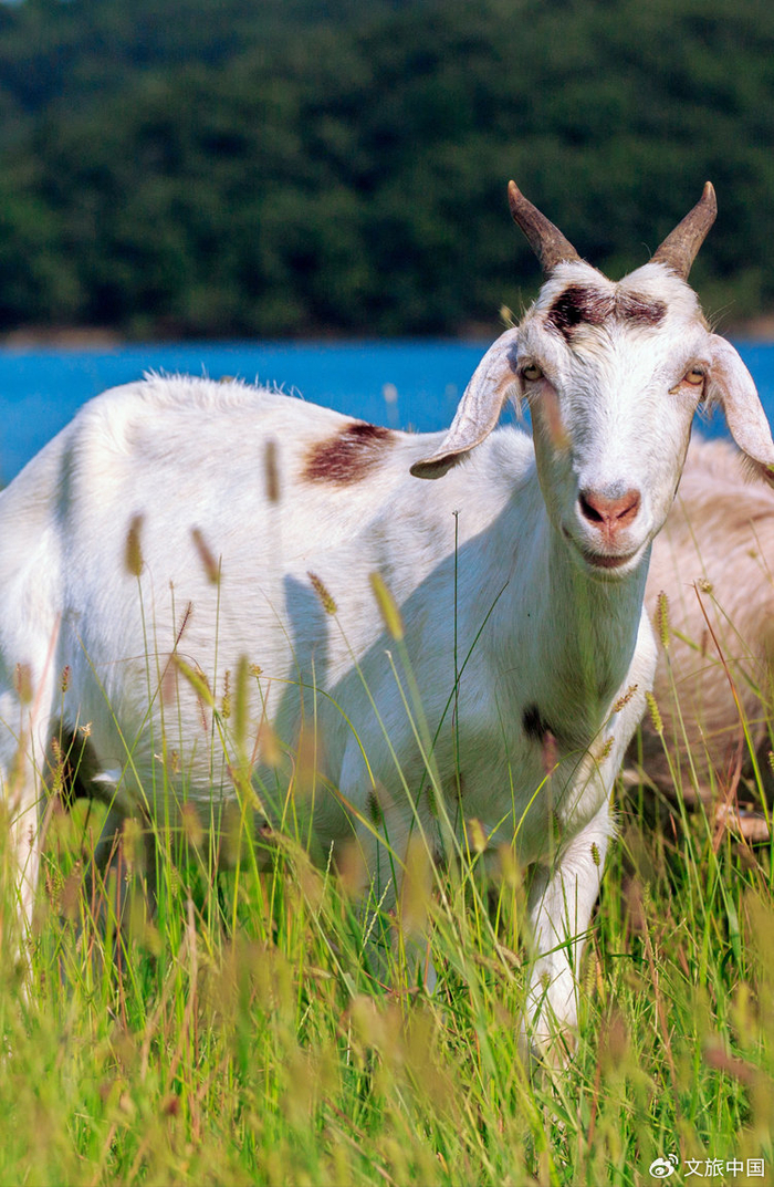 柔软与坚强并存的动物，藏在这个字里__财经头条__新浪财经