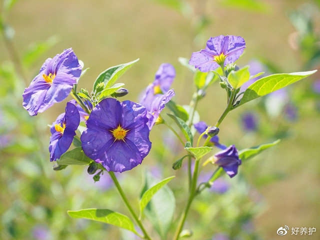 蓝花茄，耐热，全年开花！院子种一棵，长成大花树！