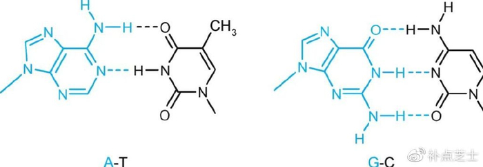 DNA有哪几种二级结构？DNA双螺旋结构是谁发现的？|大沟|双螺旋|碱基_新浪新闻