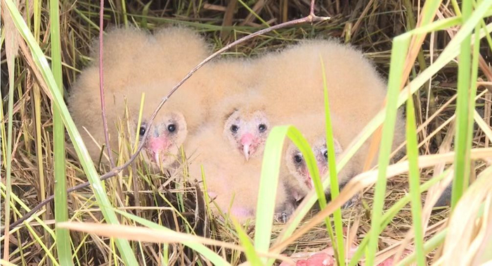 为了这些萌萌的“鸟宝宝”，成都这家工厂主动停工守护__财经头条__新浪财经