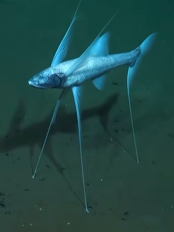 短头狗母鱼Bathypterois grallator__财经头条
