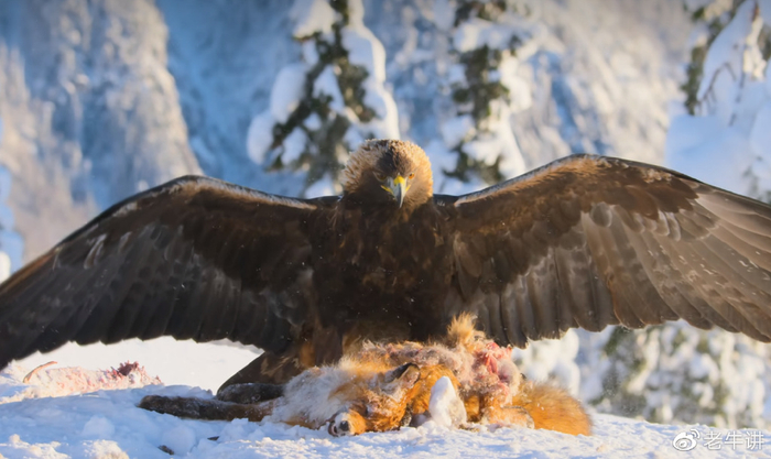 四川王朗发现金雕，从背后击倒岩羊，右翅撑地，再用双爪紧紧锁喉