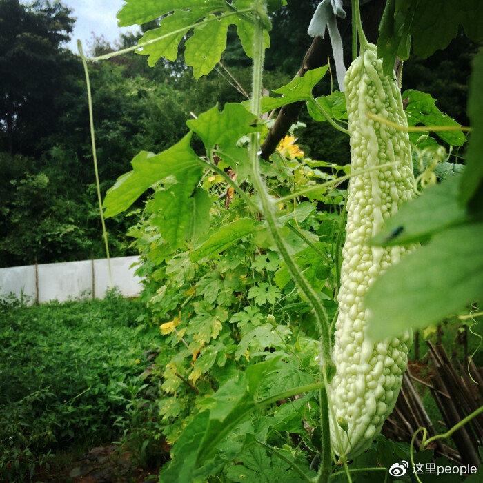 城墙下的农家院|豆角|小院|老人|菜地|豁口_新浪新闻