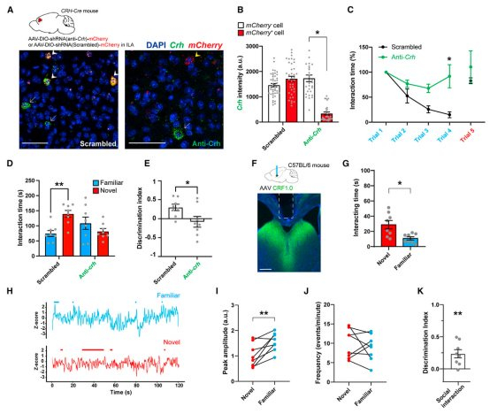 Cell：社交活动中我们为什么会“喜新厌旧”?|小鼠|神经元|社交_新浪新闻