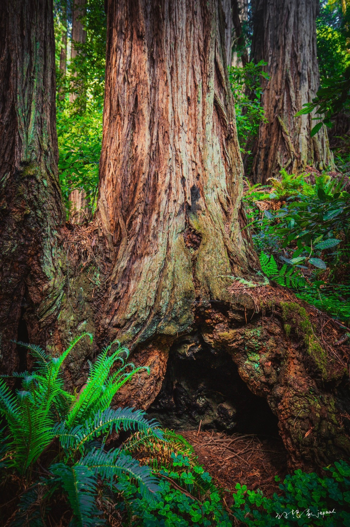 位于muir woods 国家公园的北美巨杉，是世界上最高的树种……