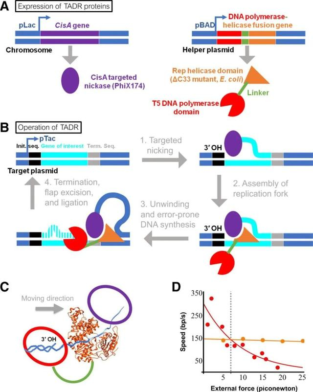 TADR: 利用靶向人工DNA复制体进行质粒超突变|基因|进化|聚合|细胞|蛋白质_新浪新闻
