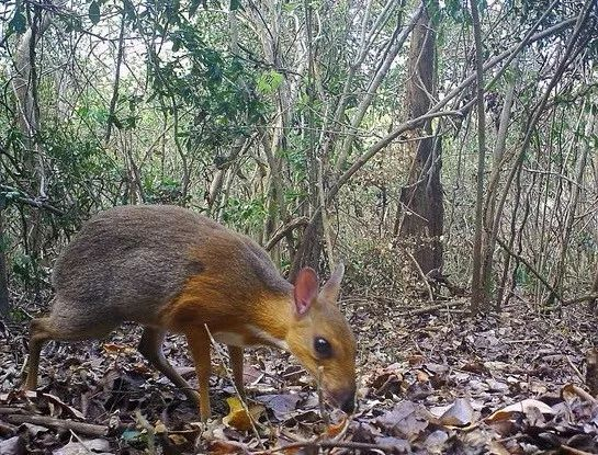 世界最小鹿种30年前被人类吃灭绝，现在现身越南，比老鼠稍大